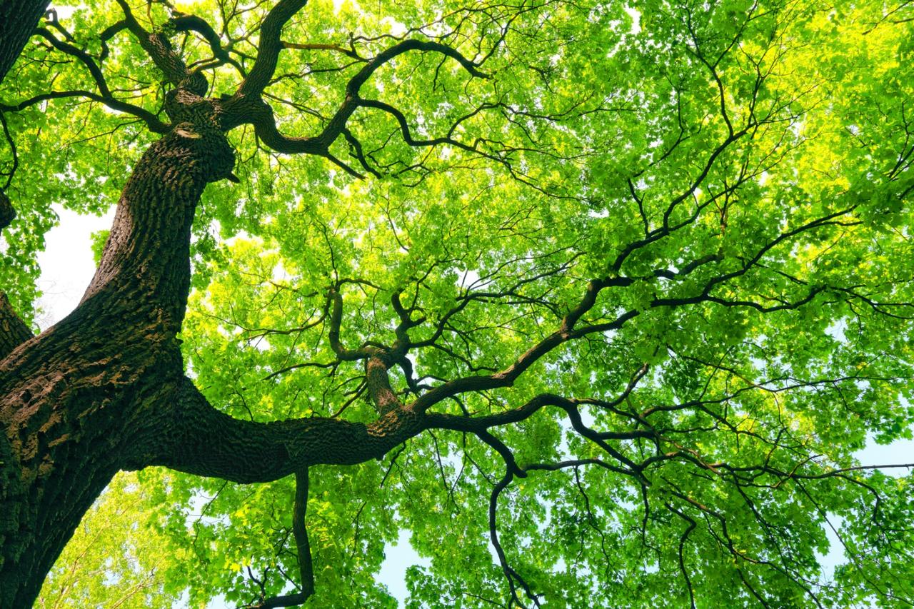 Secrets du jardinage : 5 faits vraiment étonnants à savoir sur les arbres