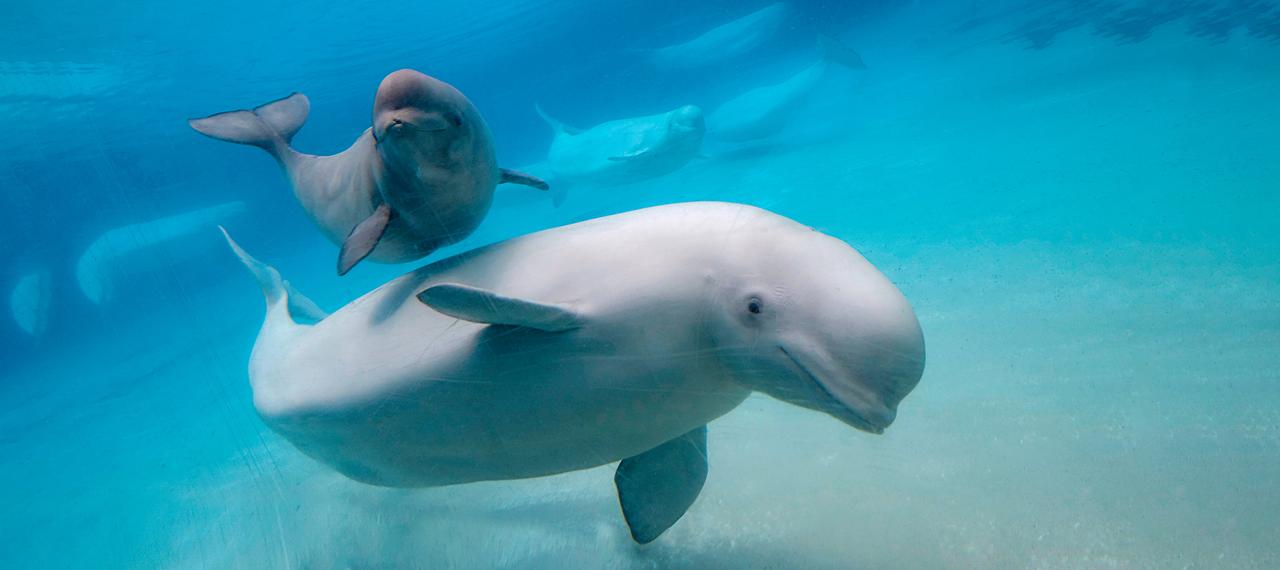 Le béluga adopte des animaux et imite la voix humaine