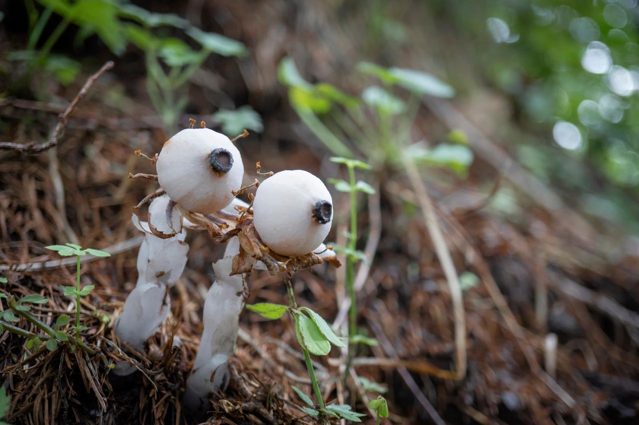 Ces plantes étranges piratent les réseaux forestiers
