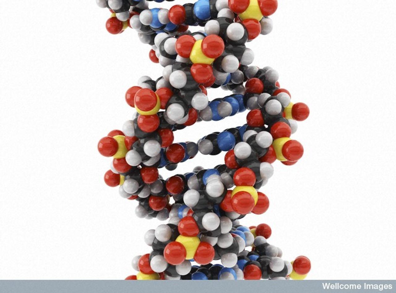 Glybera, la première thérapie génique autorisée en Europe