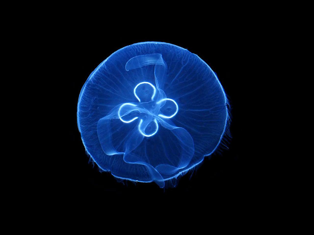 Robojelly : un robot autonome aux allures de méduse