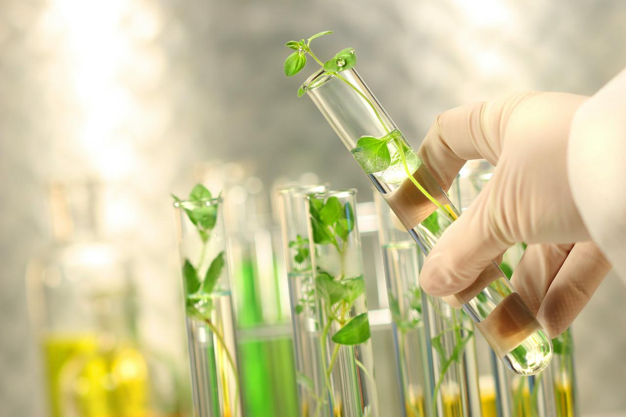 Plantes génétiquement modifiées : « Les gens ne perçoivent pas l ...