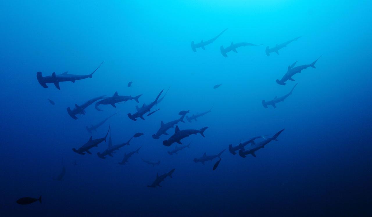 Les requins vont-ils envahir nos côtes avec le réchauffement climatique