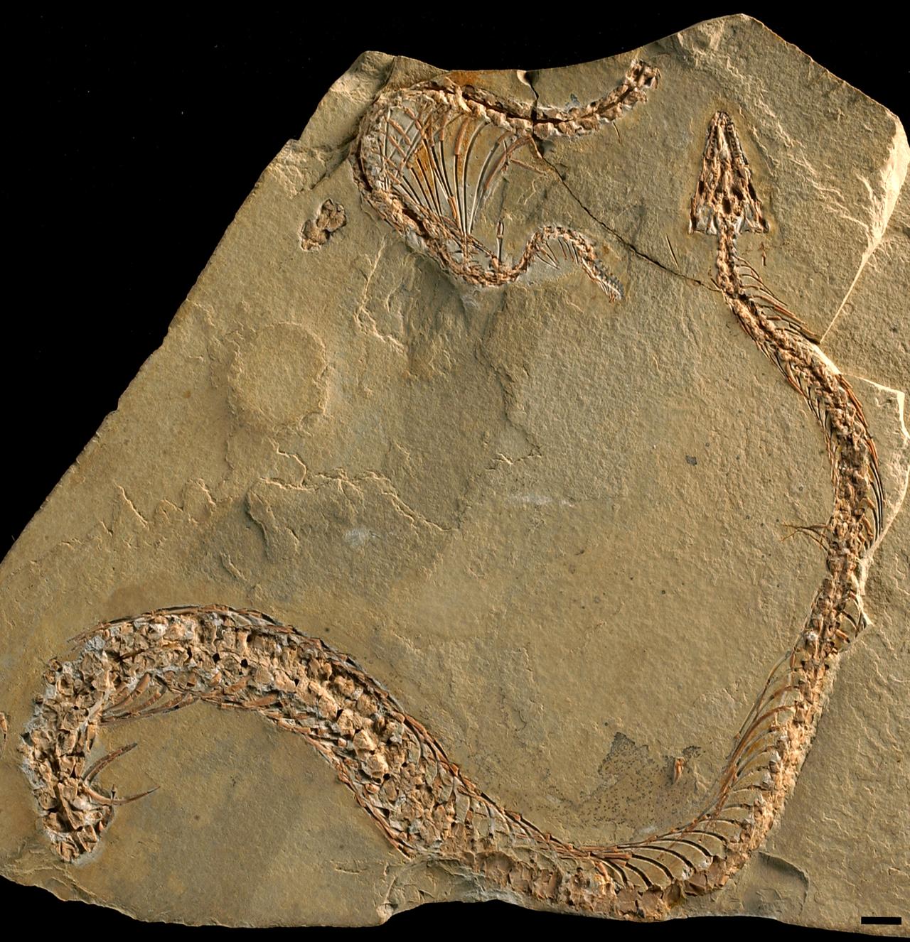 Les secrets des serpents bipèdes percés grâce aux rayons X