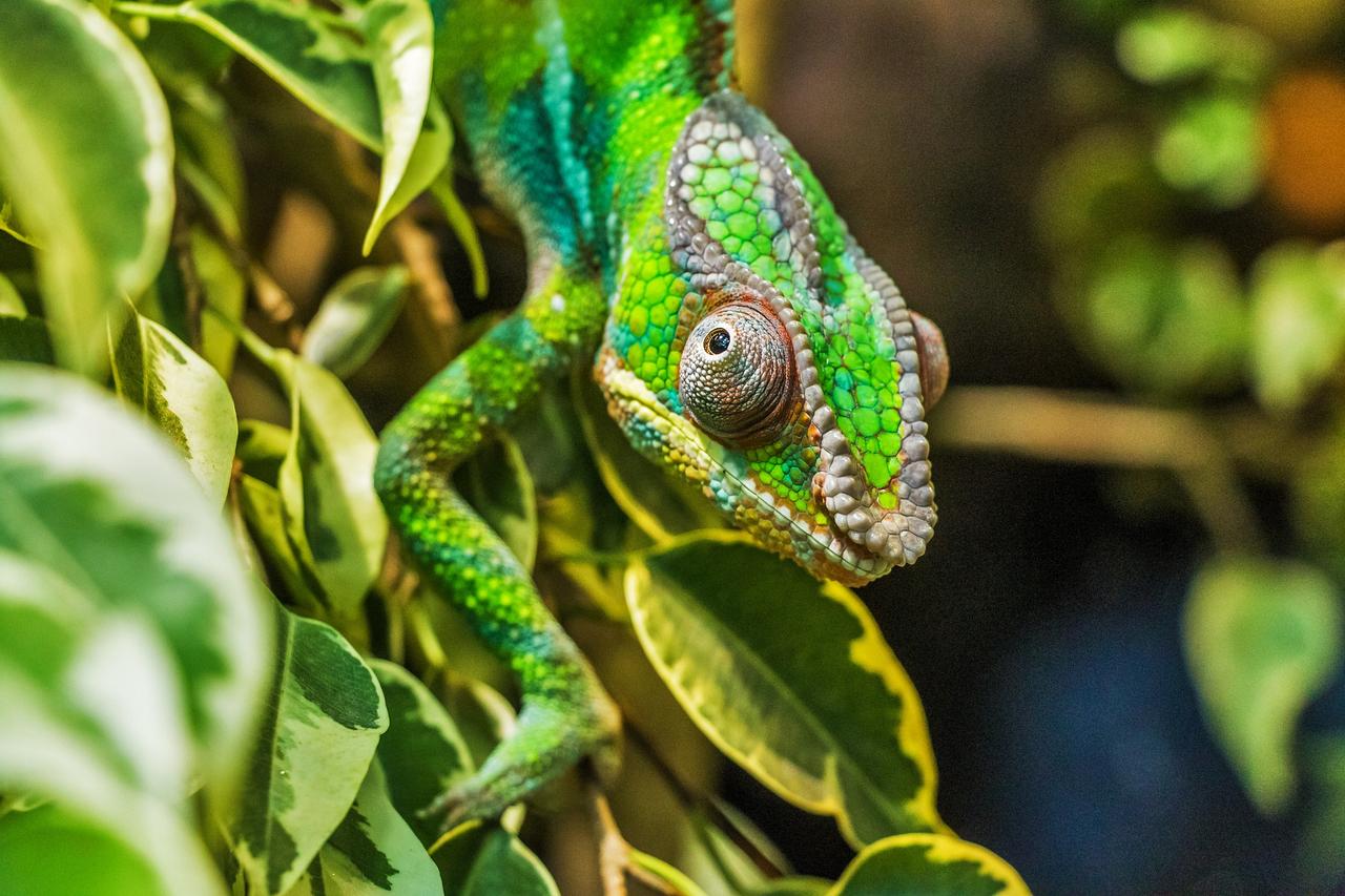 Comment le caméléon change-t-il de couleur