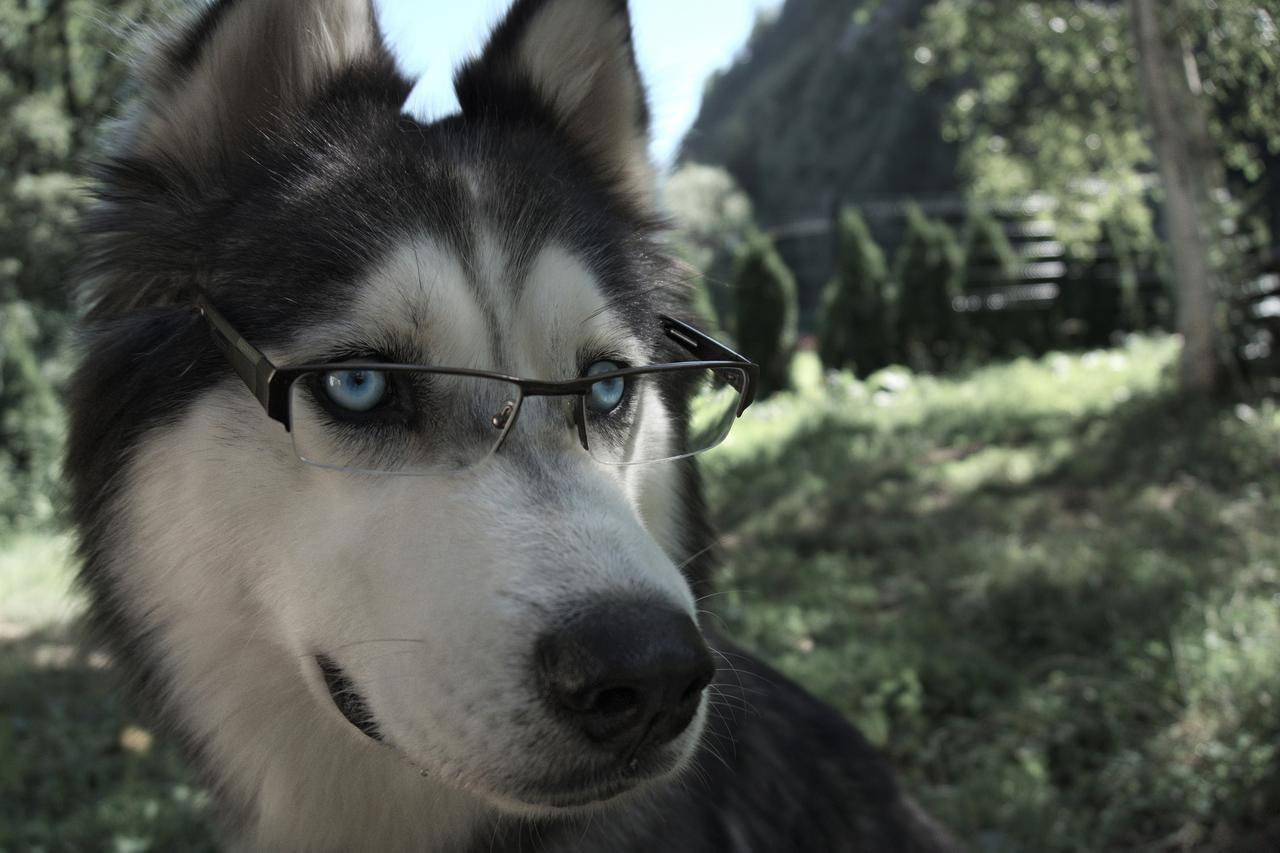 Top 5 des chiens les plus intelligents