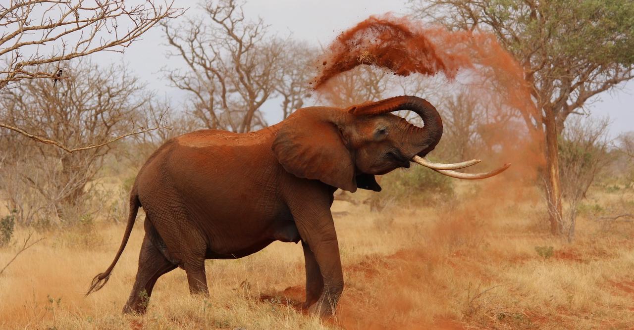 Le dentifrice de l'éléphant : les incroyables expériences de chimie