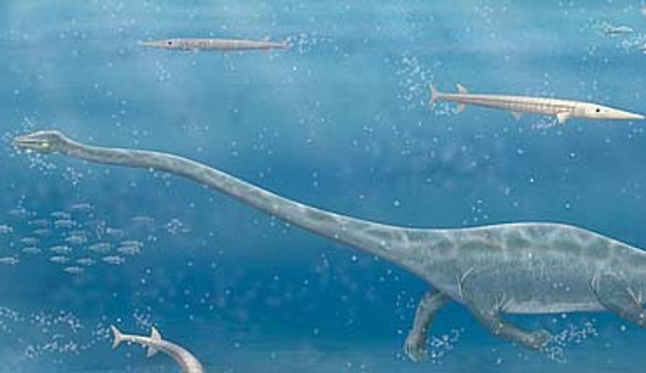 Dinocephalosaurus, le reptile ancestral au long cou