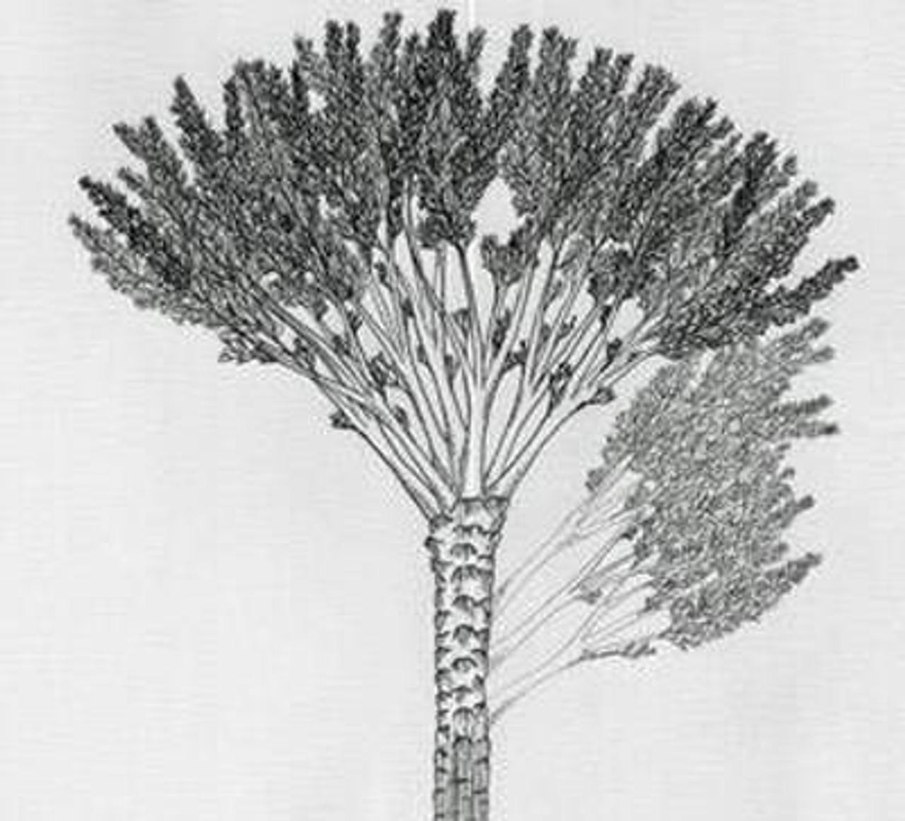 Le plus vieil arbre fossile du monde vient de parler