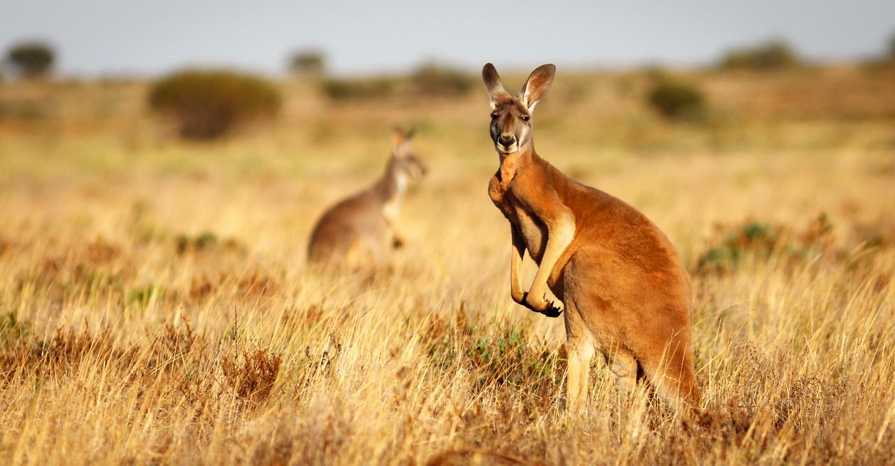 Bêtes de Science : ces kangourous cherchent à entrer en contact avec nous