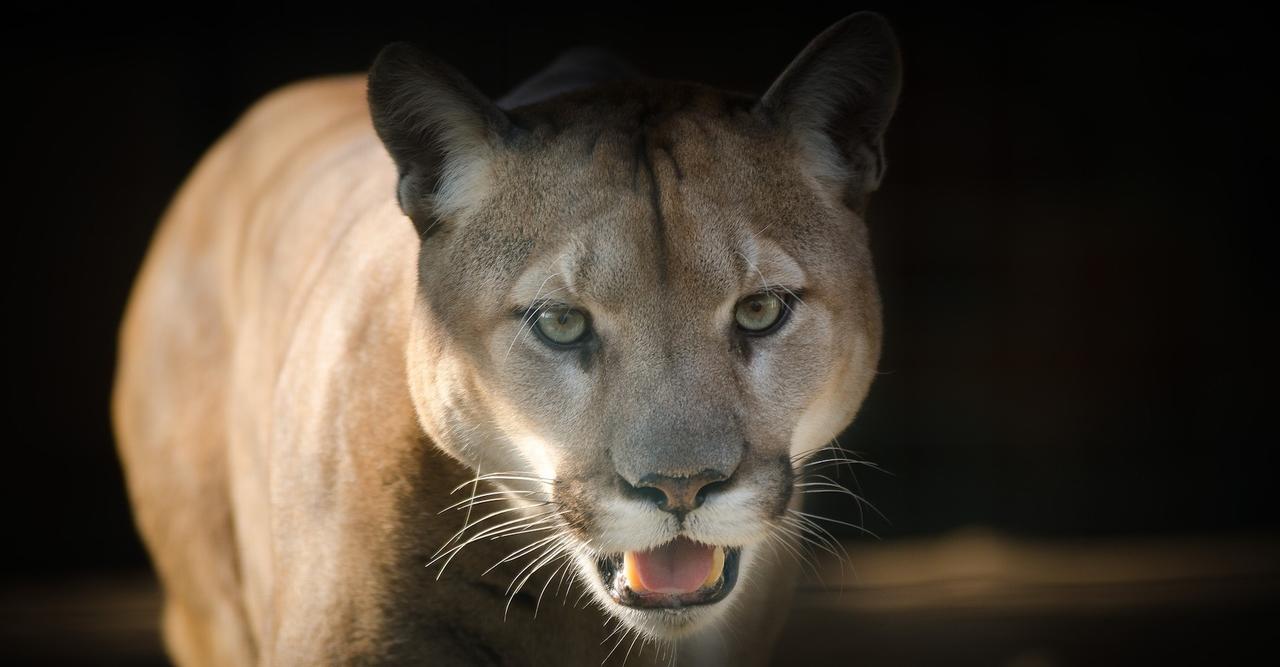Le parasite le plus ancien trouvé dans des excréments de puma fossilisés