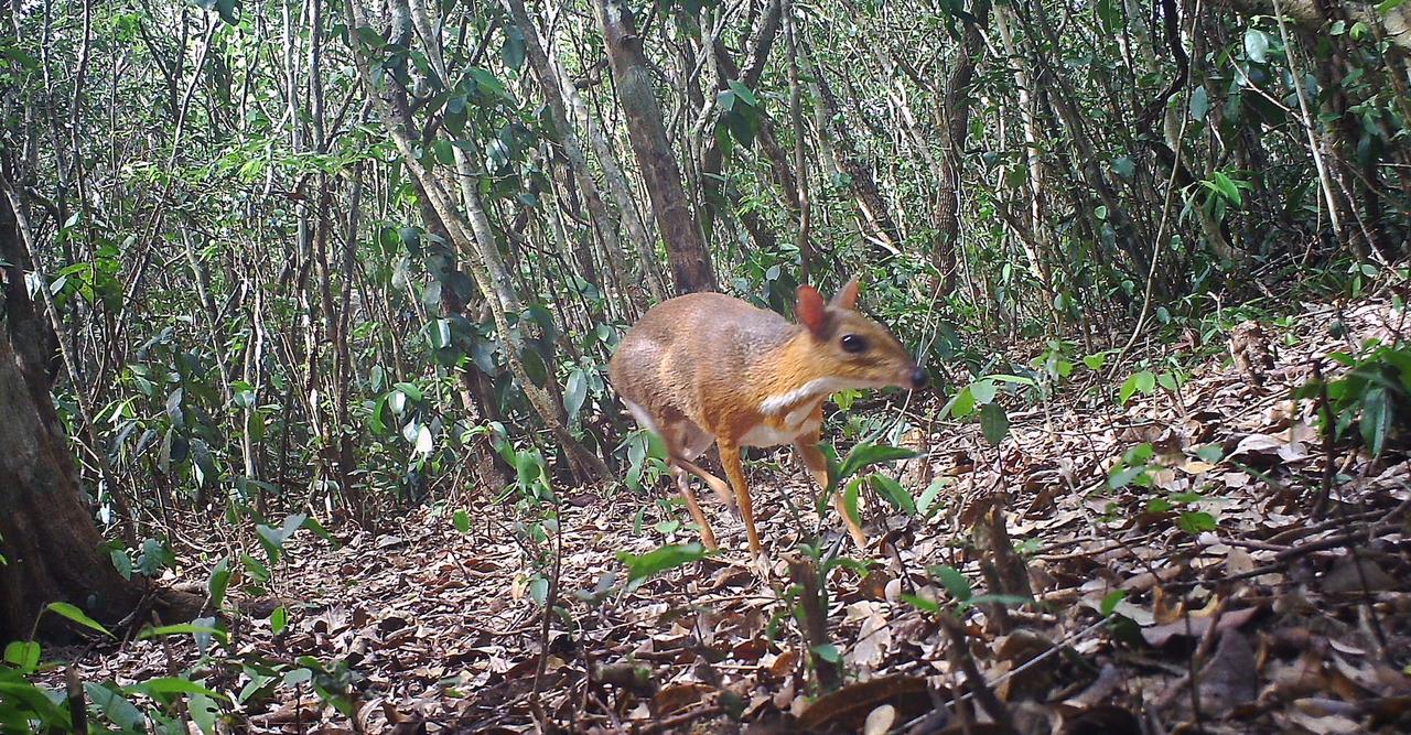 Des souris-cerf que l’on croyait disparues ont été observées au Vietnam