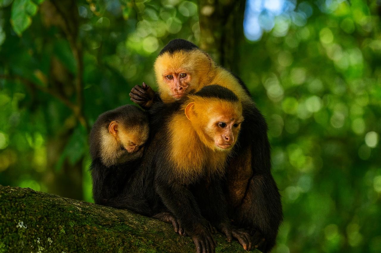 Costa Rica : les animaux les plus incroyables à voir absolument dans la ...