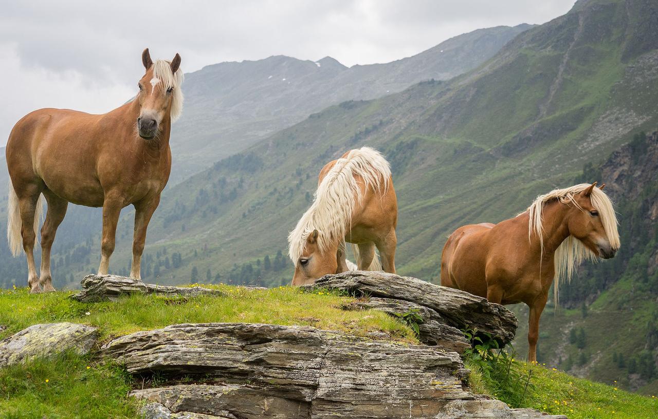 Ce que les chevaux savent sur nous… et que nous ignorons complètement