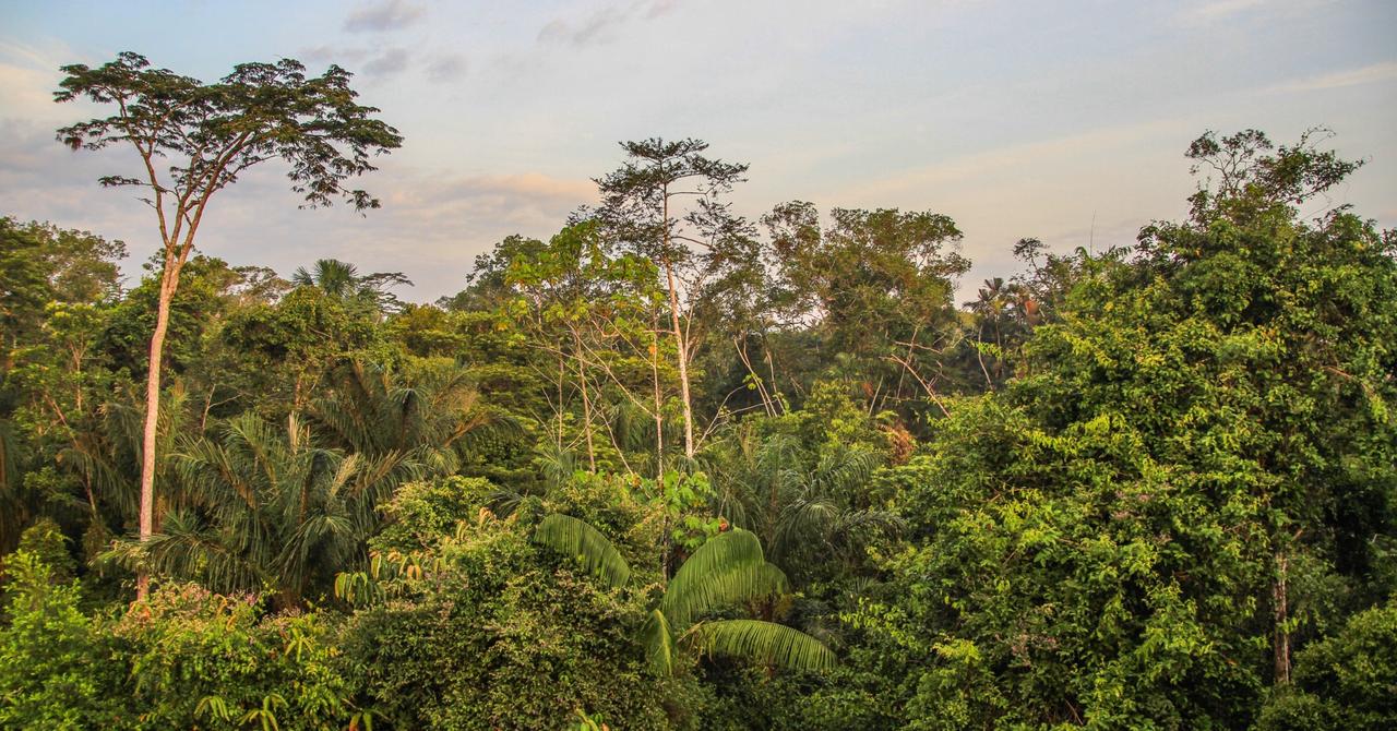 Une étude révèle que l’Amazonie glisse vers un climat « hypertropical ...