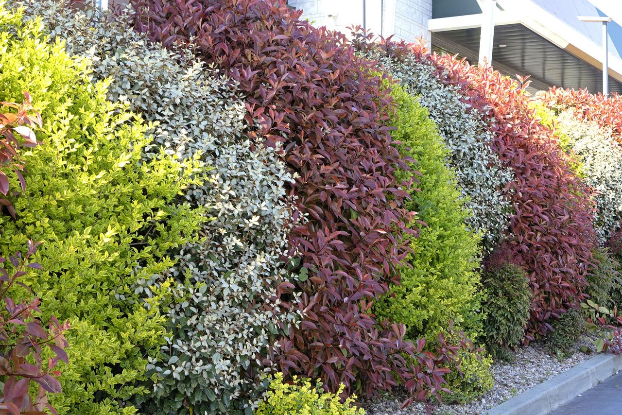 6 arbustes au feuillage éclatant pour un jardin plein de couleurs en ...