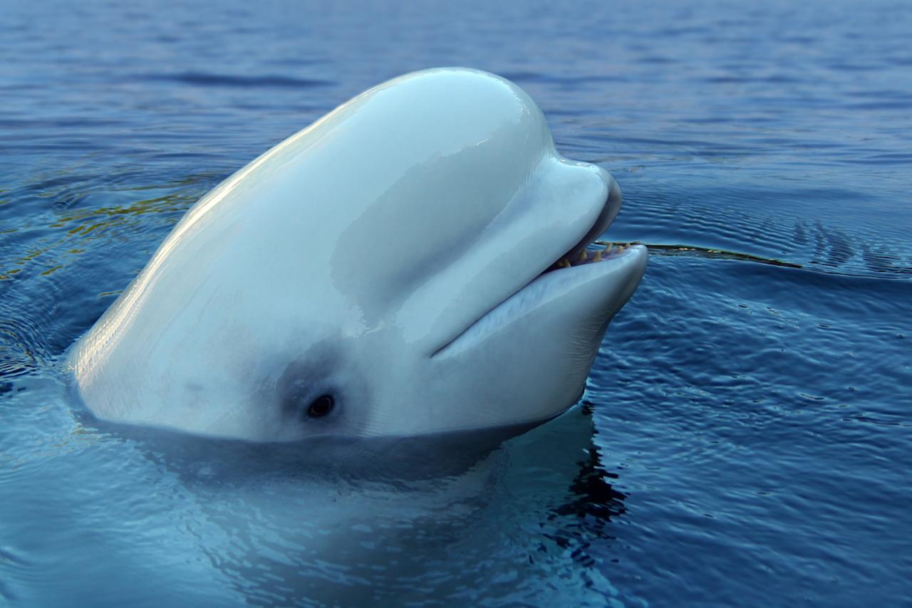 Le béluga espion qui fascinait le monde disparaît soudainement : que s’est-il passé