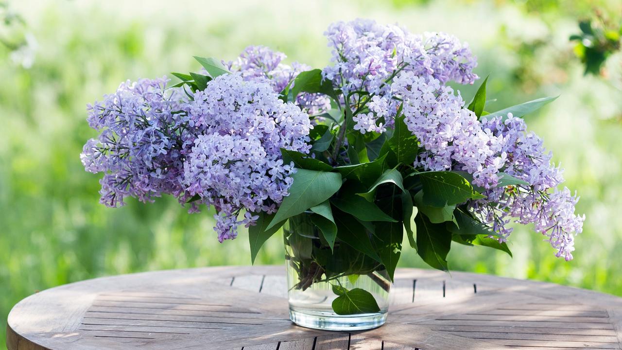 Comment prolonger la floraison d'un bouquet de lilas