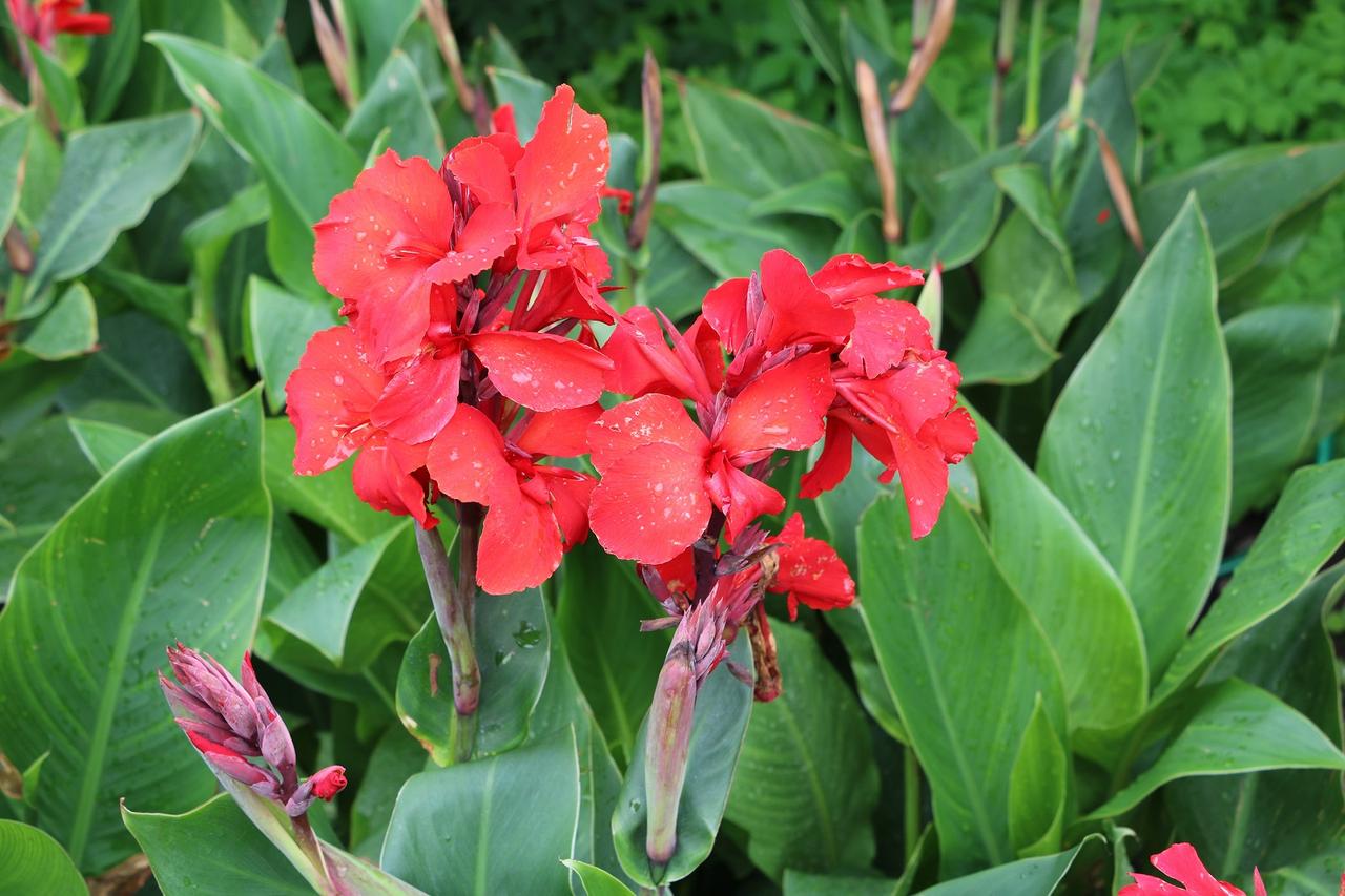 Quand et comment planter des cannas