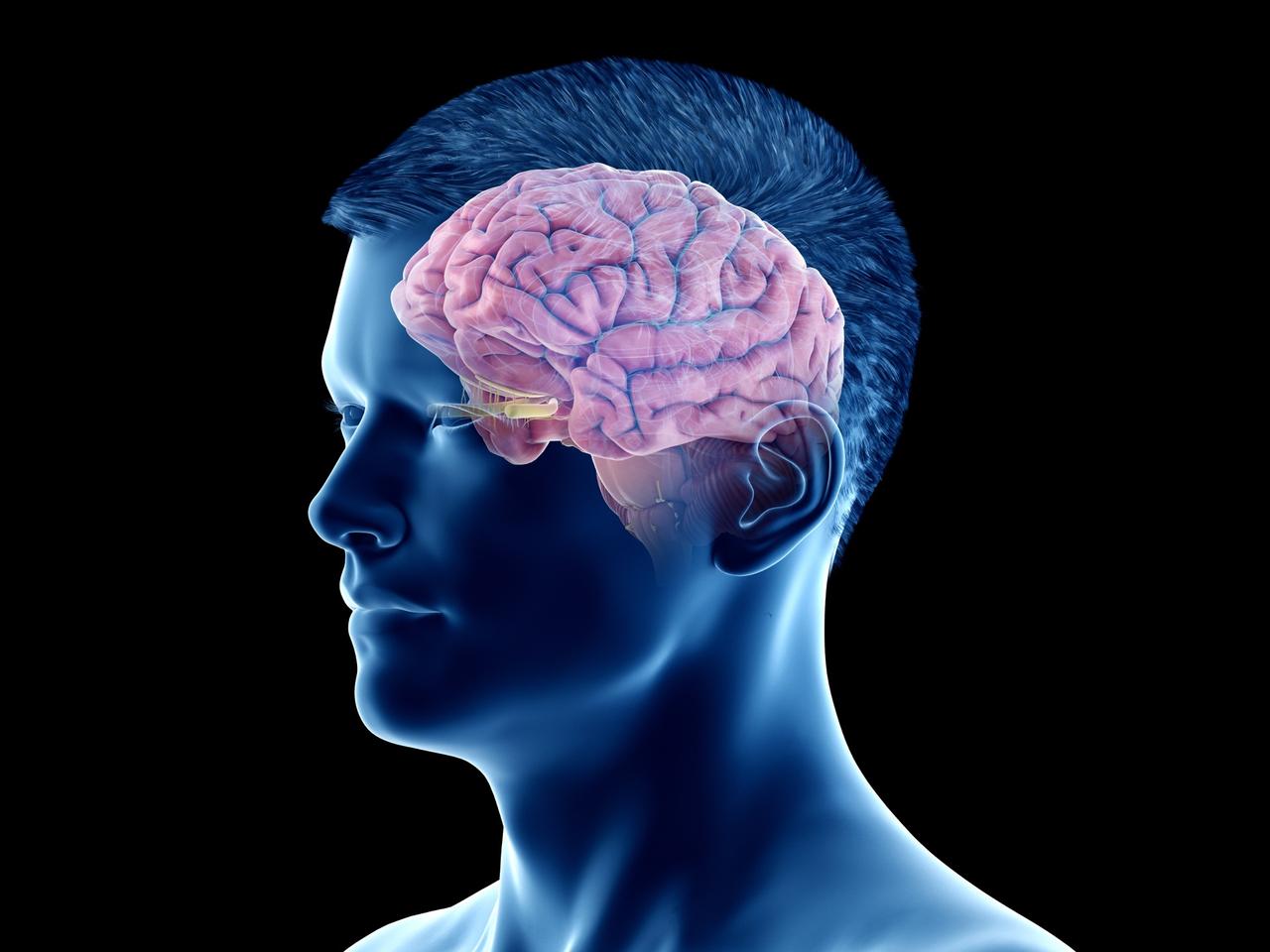 Définition | Cortex préfrontal : qu'est-ce que c'est ? | Futura santé