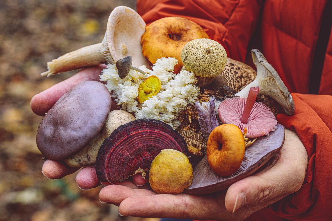 Champignons comestibles : voici les meilleures variétés faciles à ...