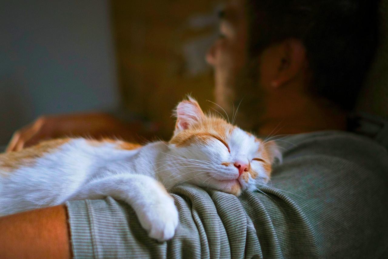 Votre chat ronronne… mais pour qui ou pour quoi exactement