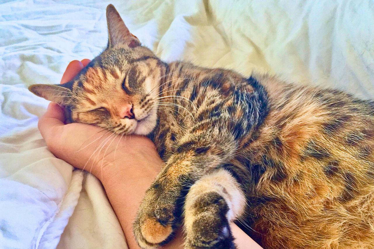 Votre chat ronronne grâce à ce gène inattendu découvert par les ...