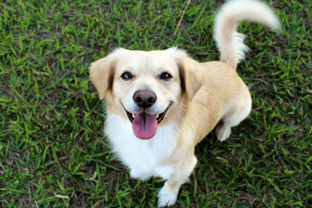 Pourquoi les chiens remuent-ils la queue