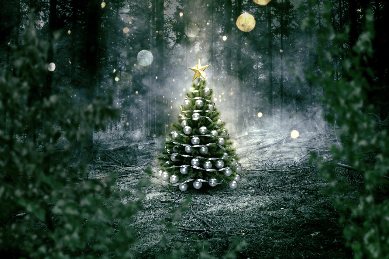 Sapin de Noël : lequel choisir