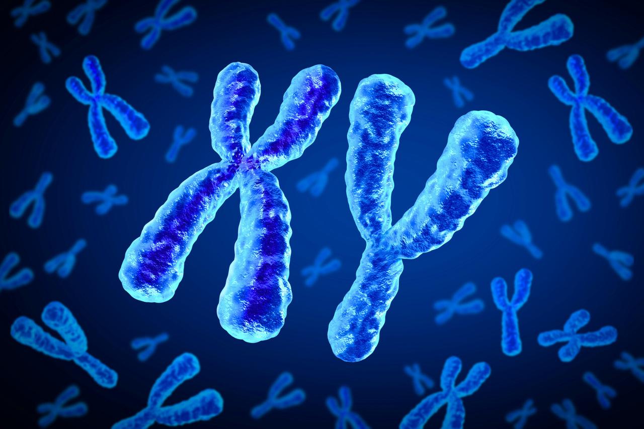 Menace sur le chromosome Y : ce nouveau gène pourrait façonner l’avenir ...