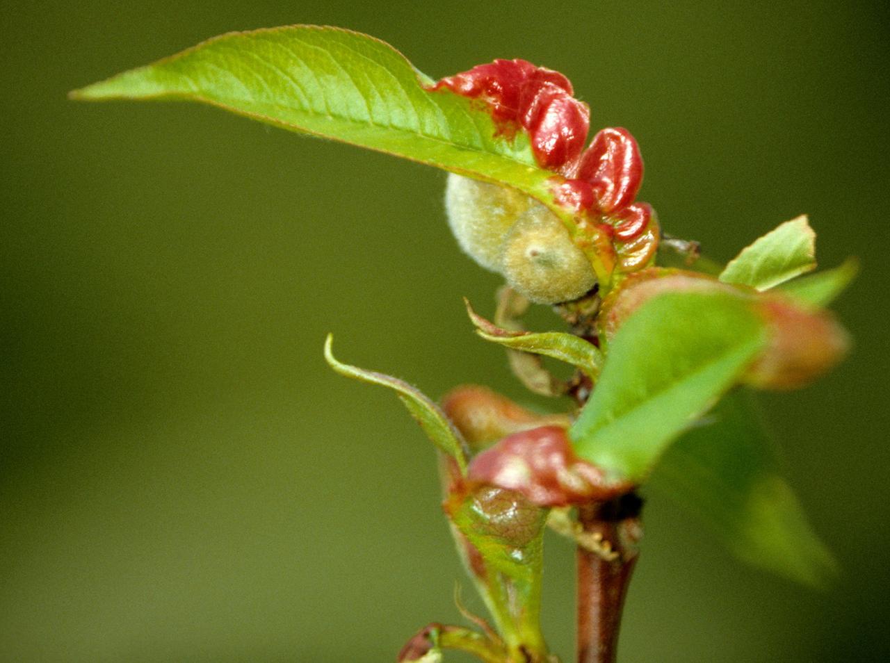 Quand et comment traiter contre la cloque du pêcher