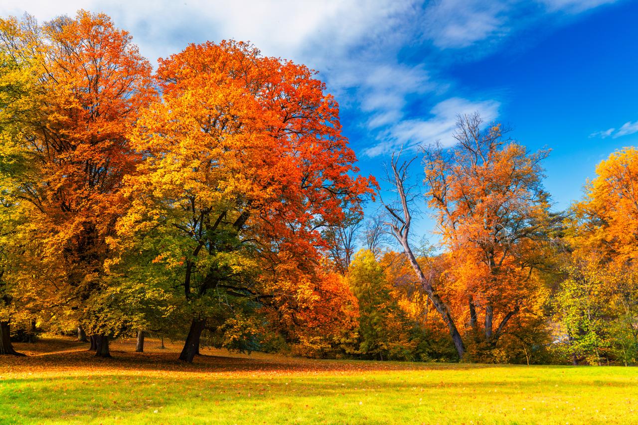 Pourquoi les couleurs d'automne seront spectaculaires cette semaine