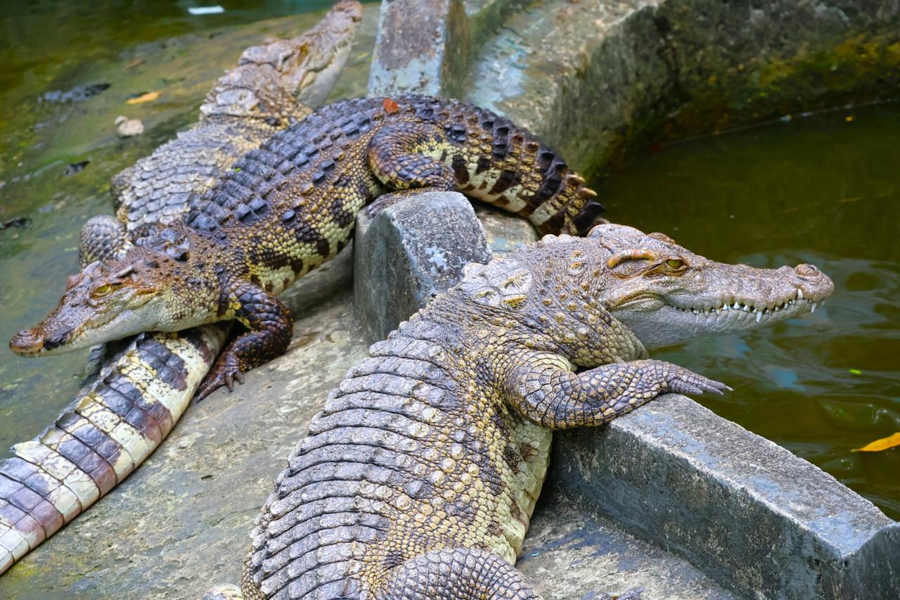 Cette centrale nucléaire devient un paradis pour des crocodiles en voie ...