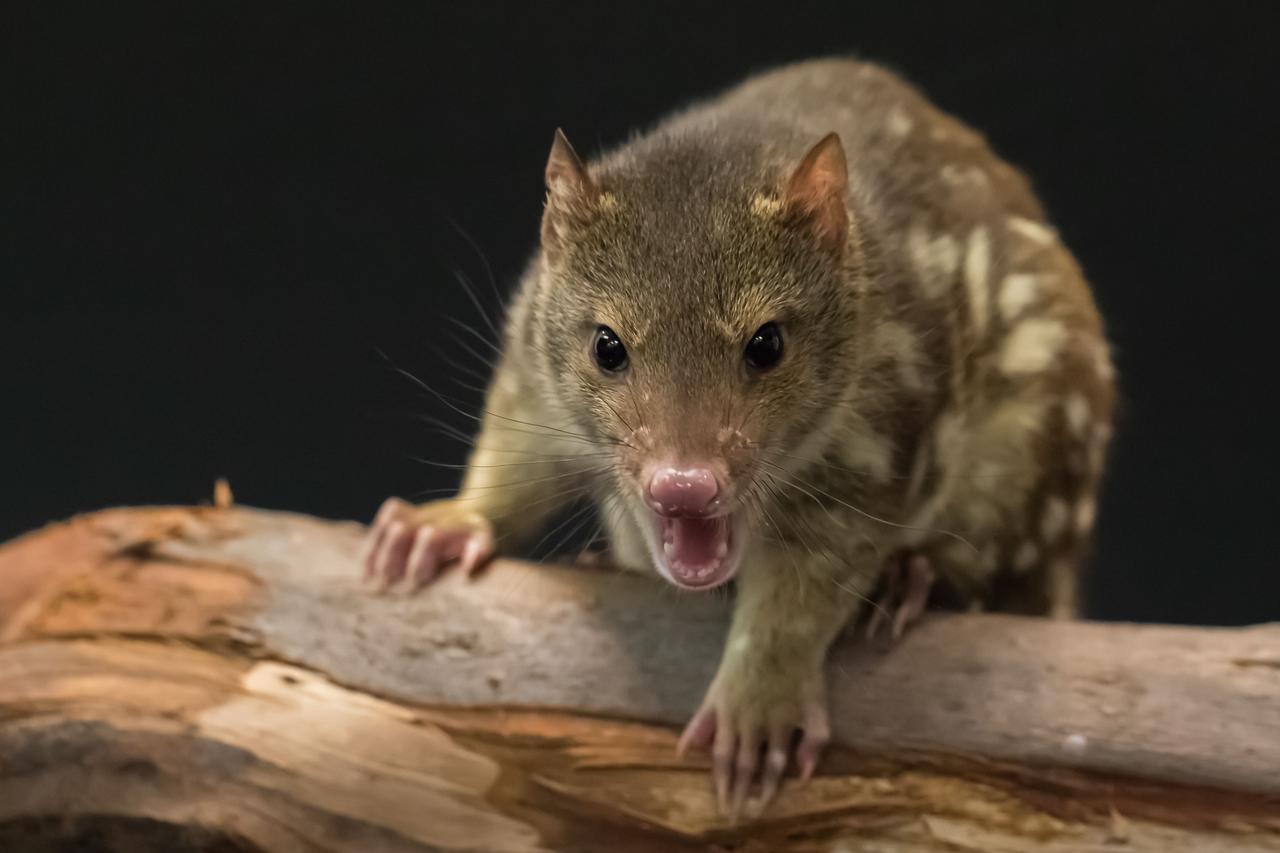 Ce marsupial se reproduit frénétiquement au dépend de son sommeil