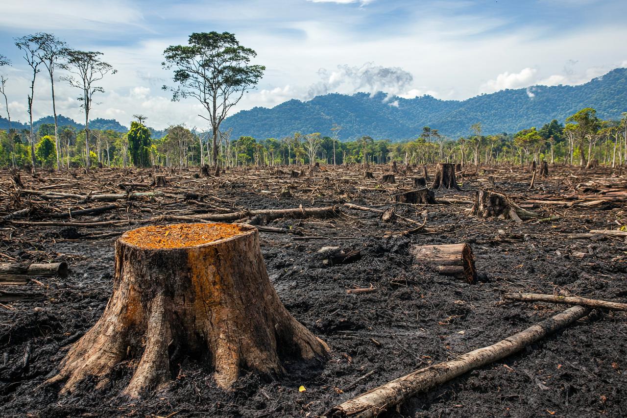 Voici le top 5 des responsables de la déforestation : et spoiler, vous en consommez tous les jours