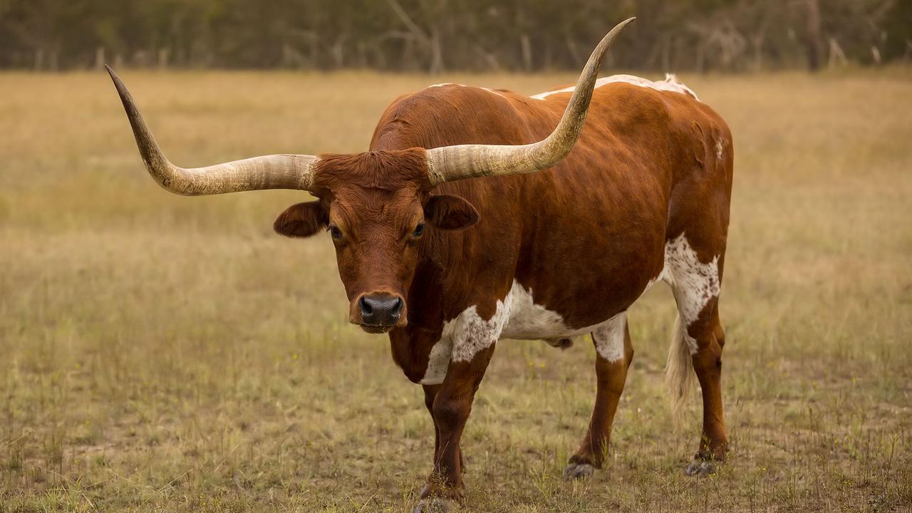 Les plus belles races de vaches en 20 photos