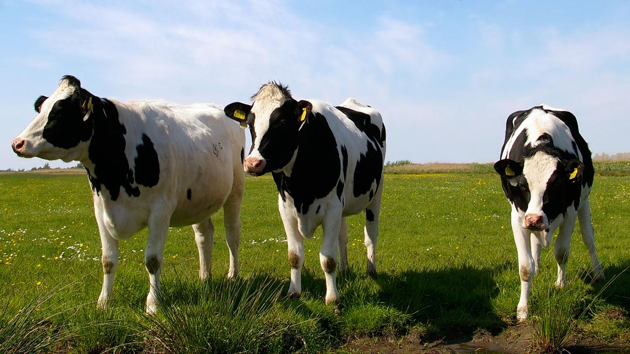 Les plus belles races de vaches en 20 photos