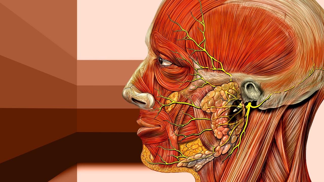 Anatomie de la tête en 10 illustrations