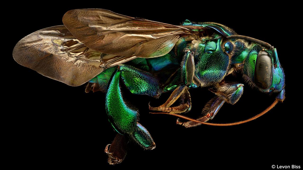 12 superbes insectes photographiés par Levon Biss