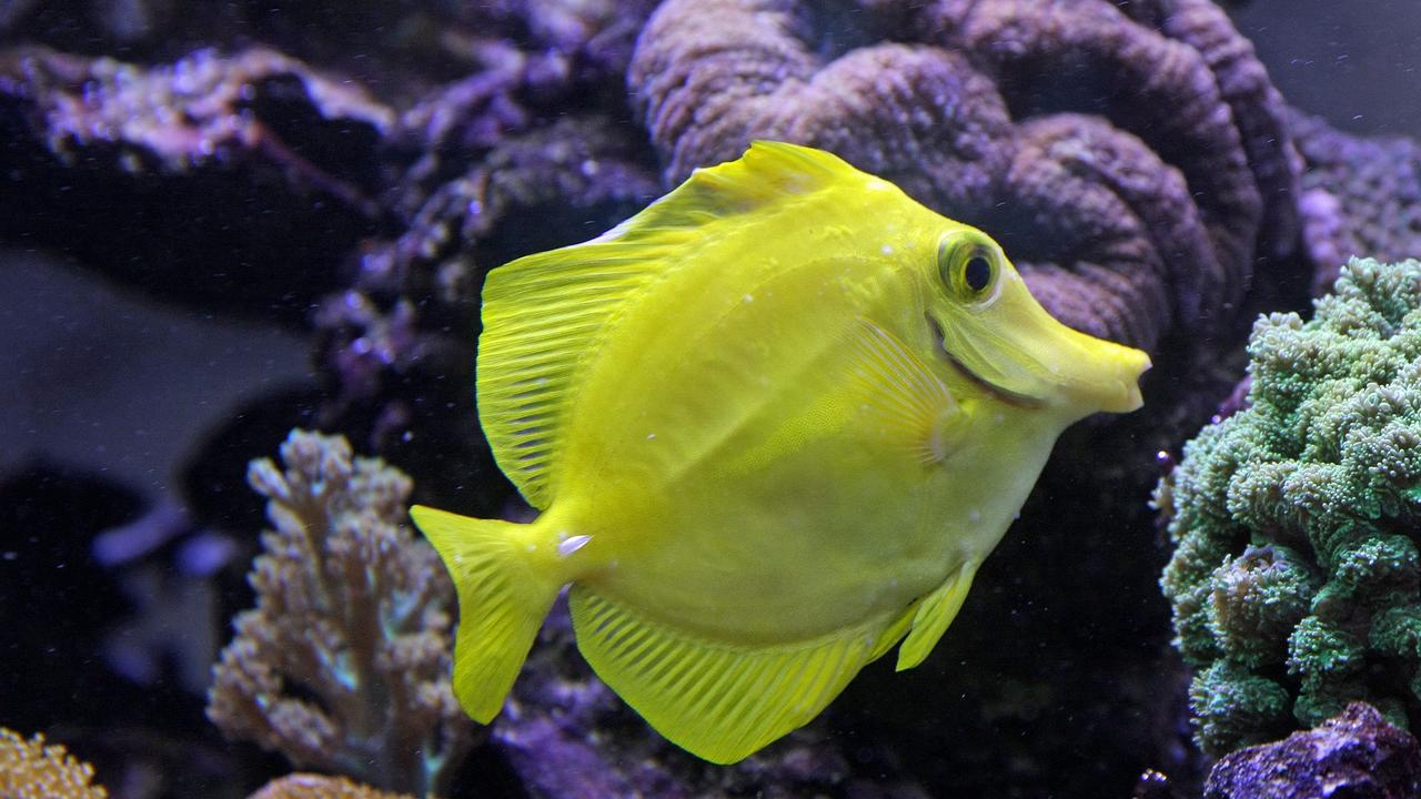 Quand les animaux optent pour le jaune