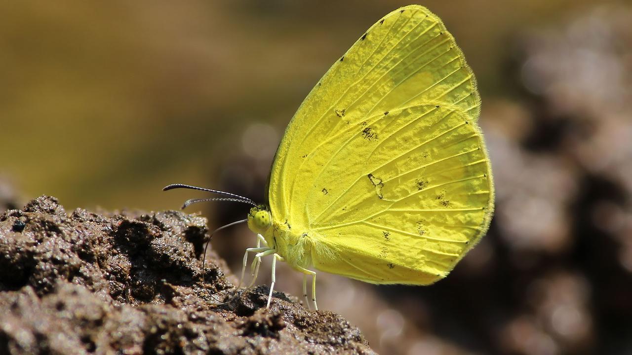 Quand les animaux optent pour le jaune
