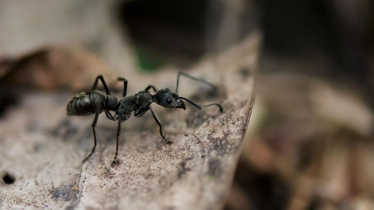 Le monde fascinant des fourmis