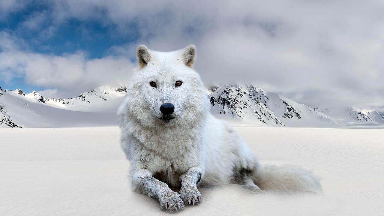 Le loup, un animal fascinant
