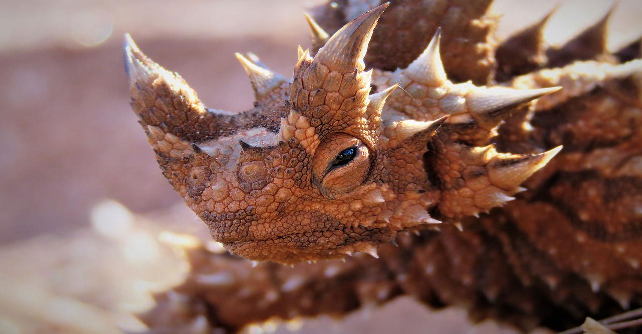 Ces animaux étranges qui nous fascinent