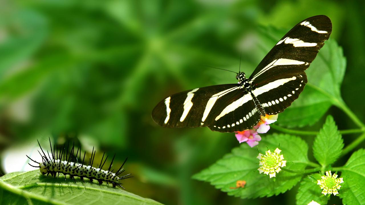 Métamorphose : de la chenille au papillon