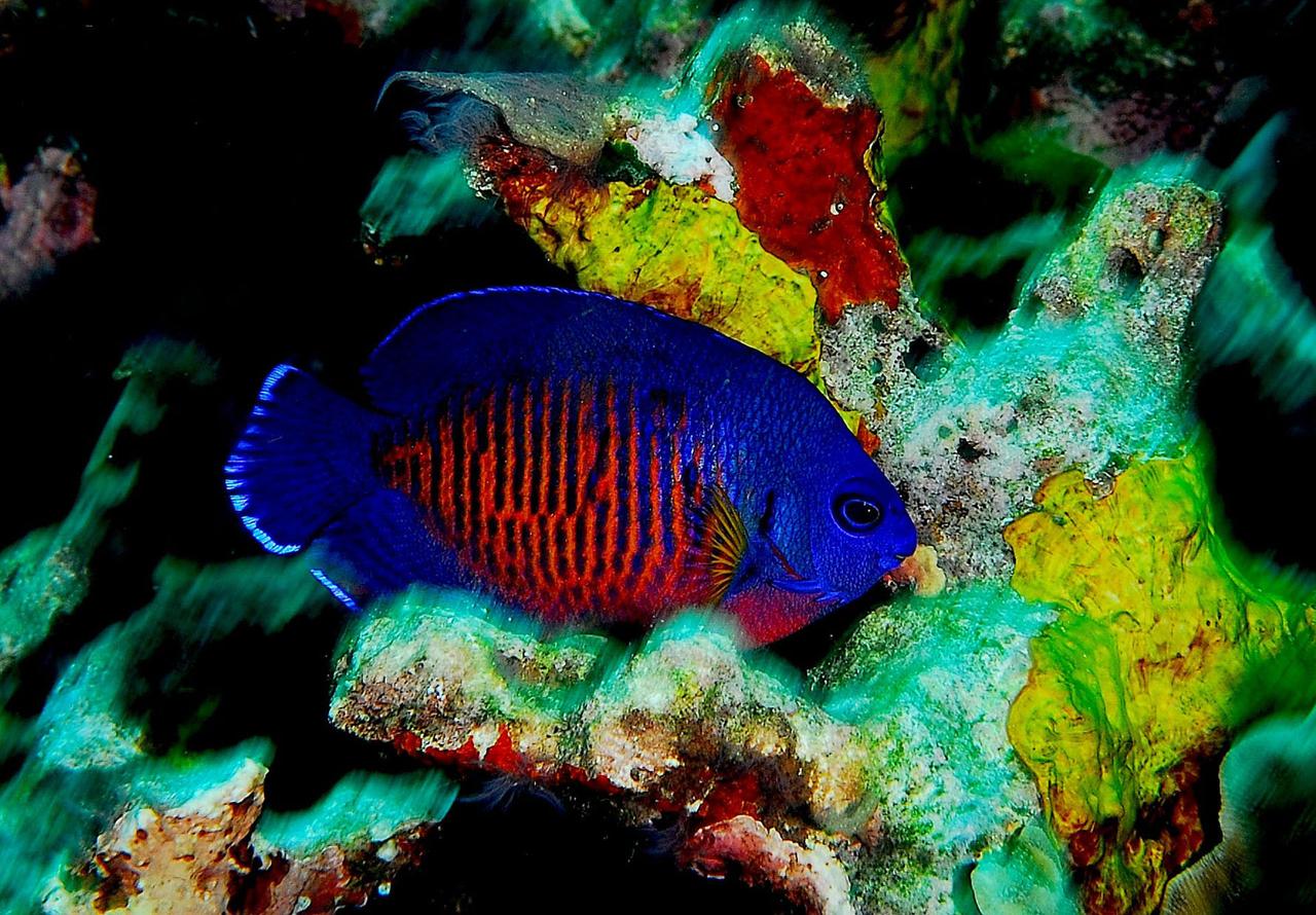 Top 10 des plus beaux poissons exotiques