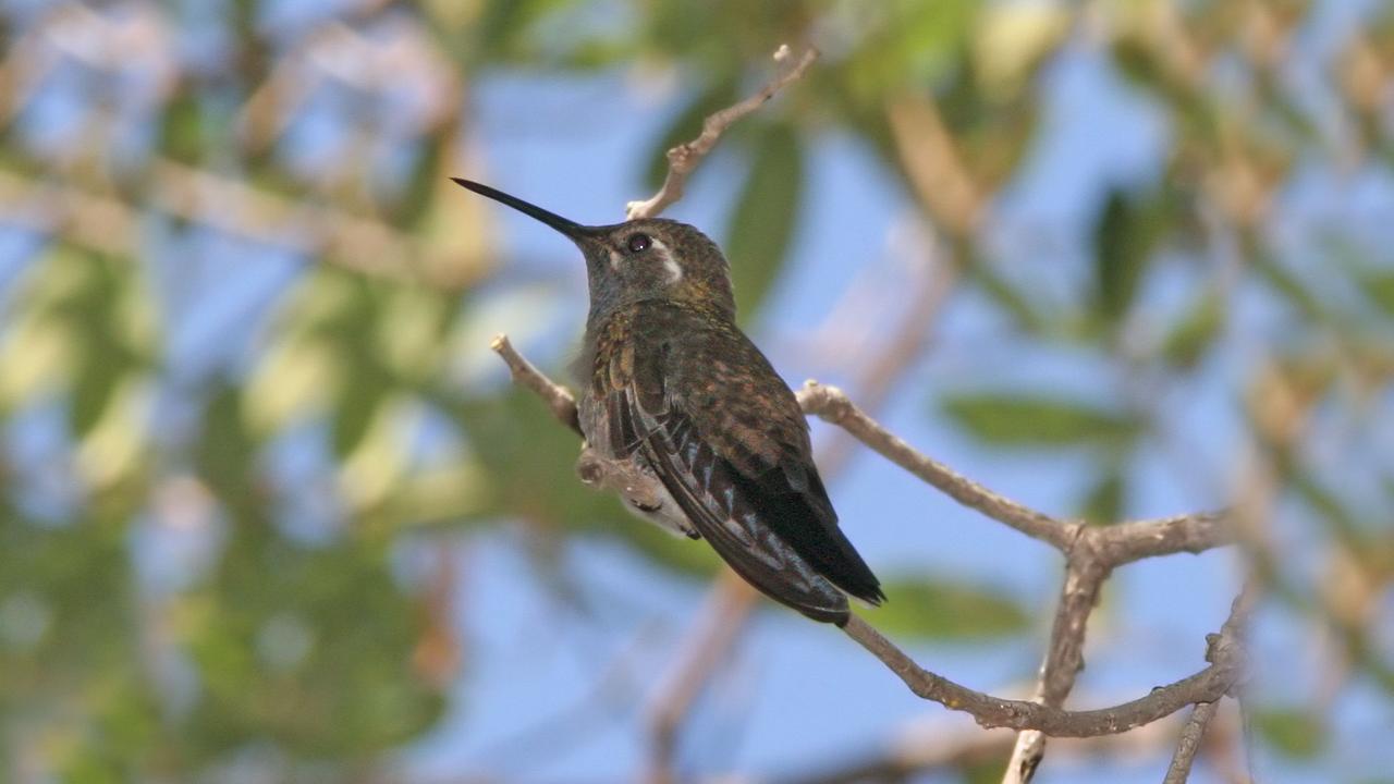 Le colibri, l'oiseau de tous les records