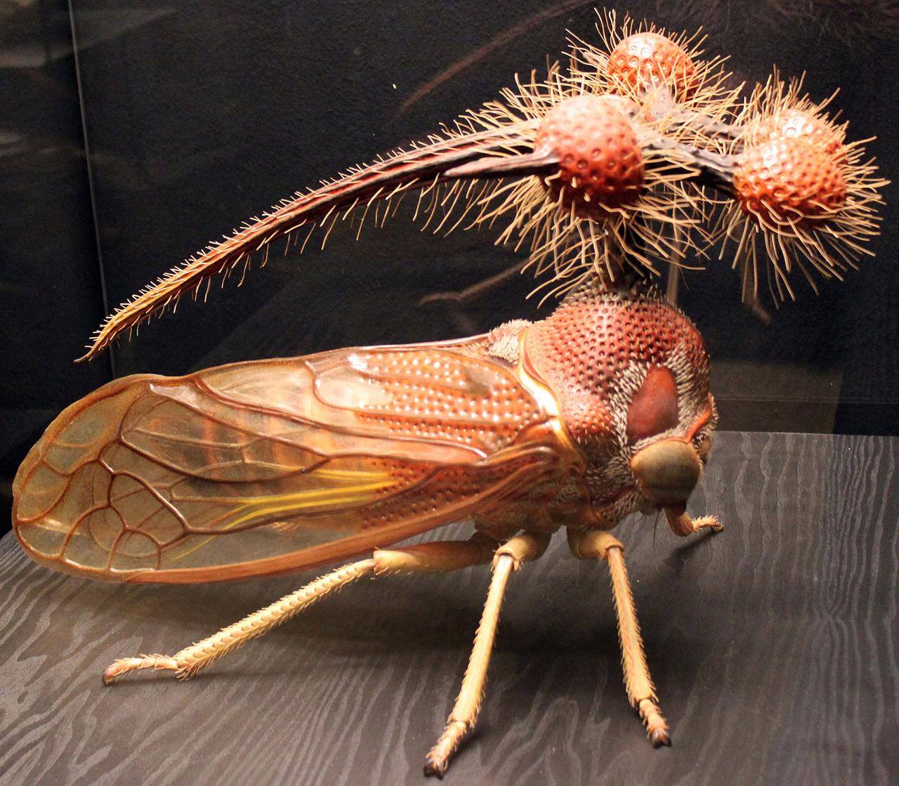 Qui sont les membracides, ces insectes stupéfiants, fascinants
