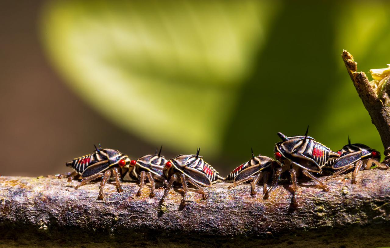 Qui sont les membracides, ces insectes stupéfiants, fascinants