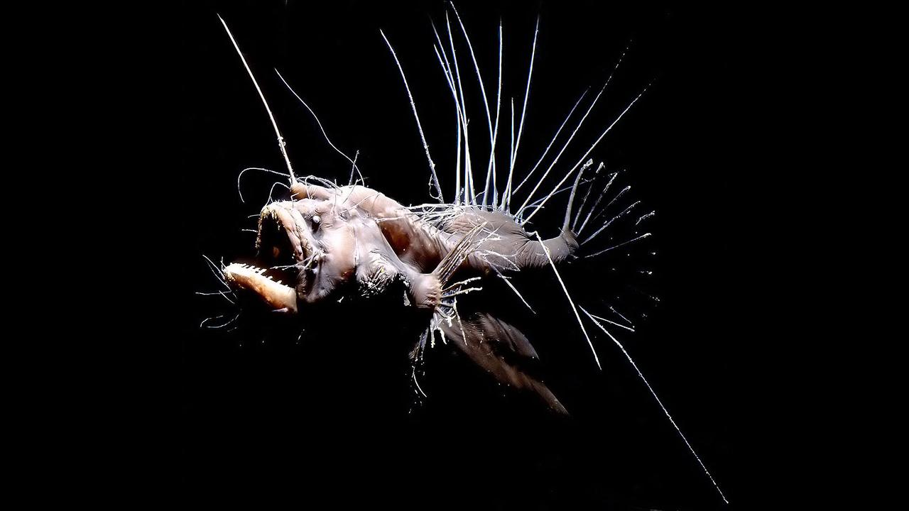 Le parasitisme sexuel, ou comment ces poissons des abysses se reproduisent